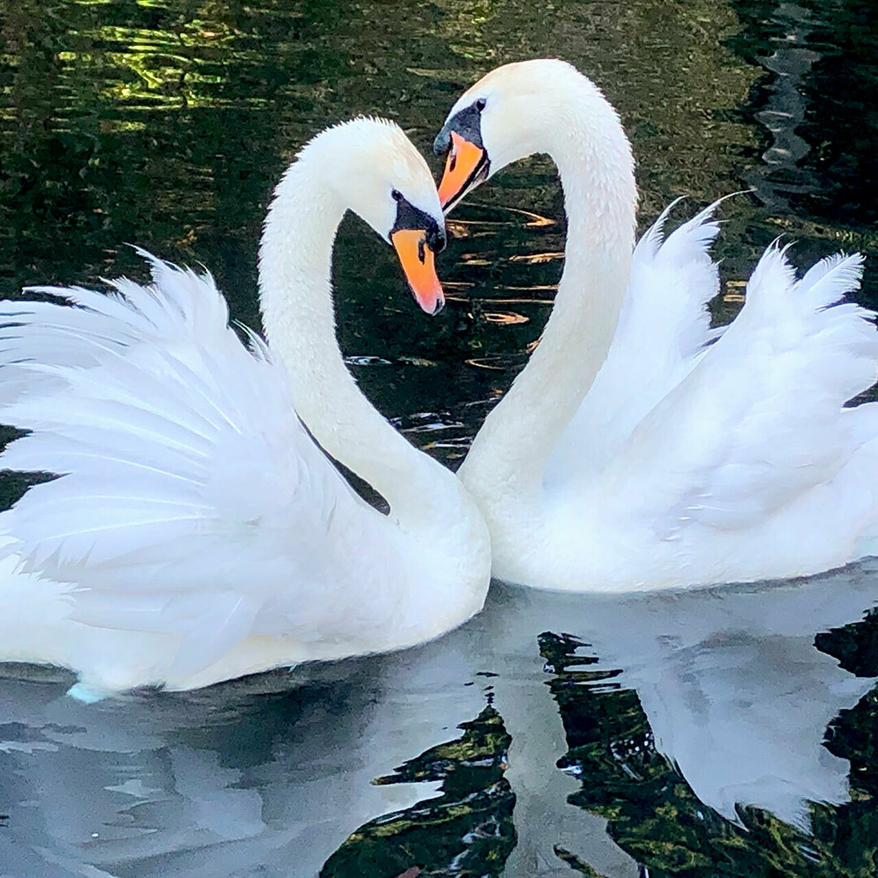 Self Realization Fellowship | Locations > Temples, Retreats, Ashrams